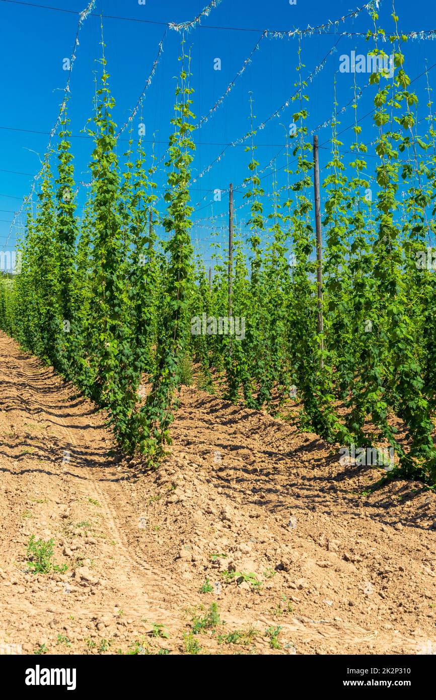 Hop region hi-res stock photography and images - Alamy