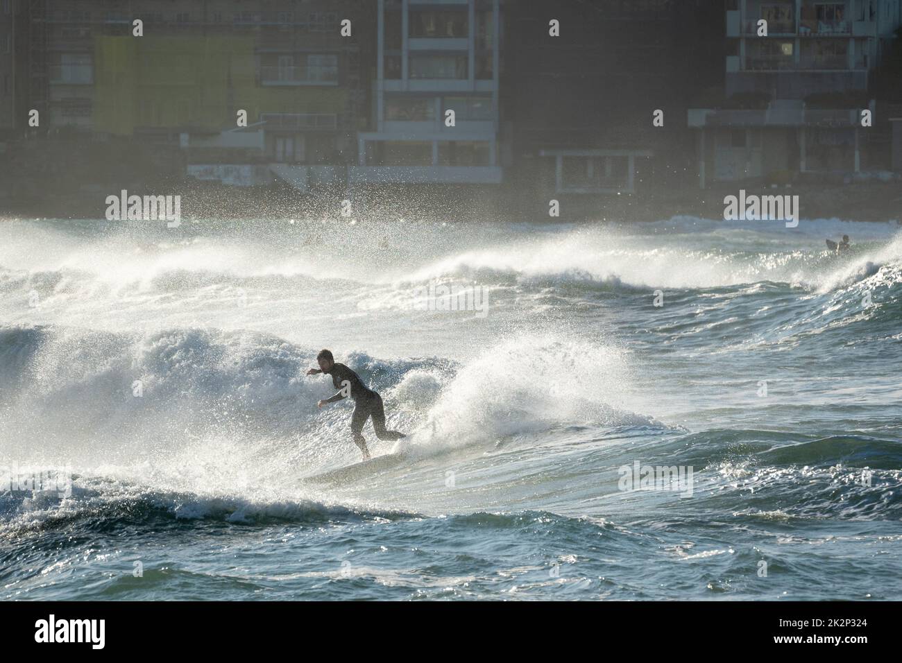 A surfer catching wave and doing turn wearing black wetsuit in morning ...
