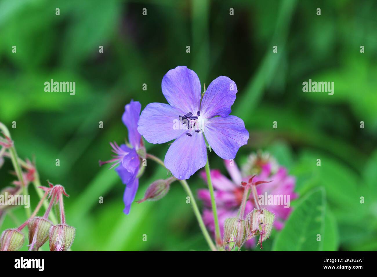Blue Geranium pratense flower. Geranium pratense known as the meadow ...