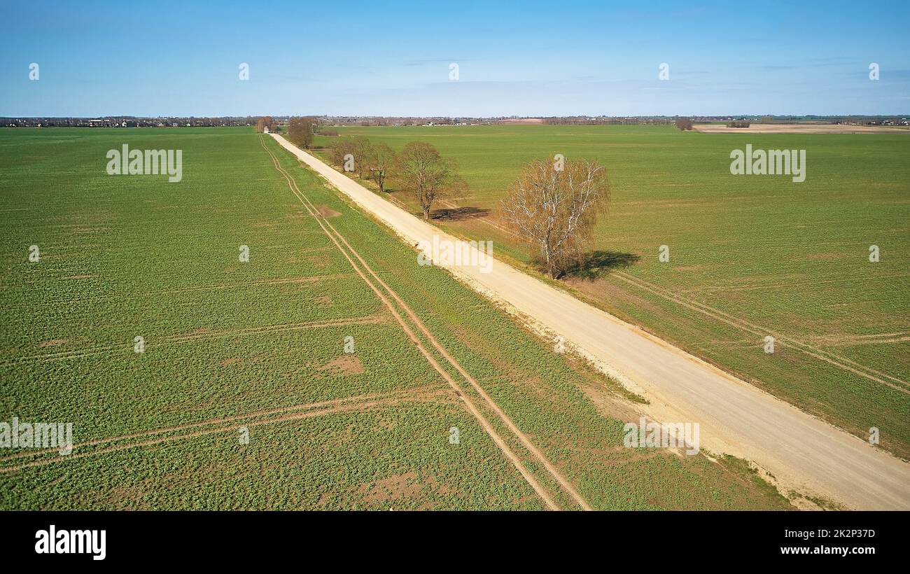 Spring green arable fields. Rural dirt road, maple tree alley aerial ...