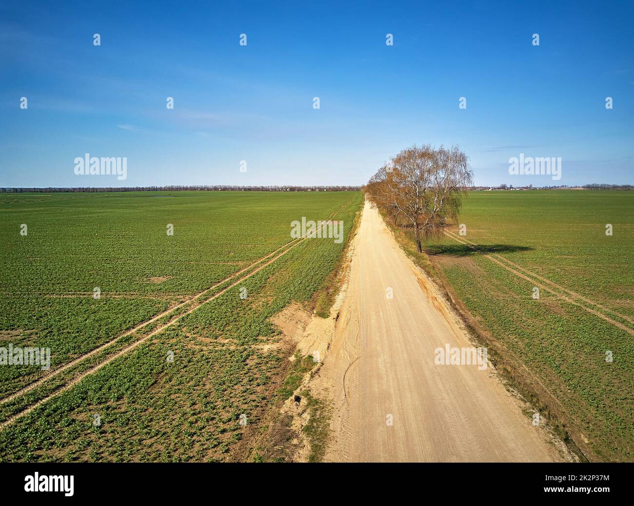 Spring green arable fields. Rural dirt road, maple tree alley aerial ...