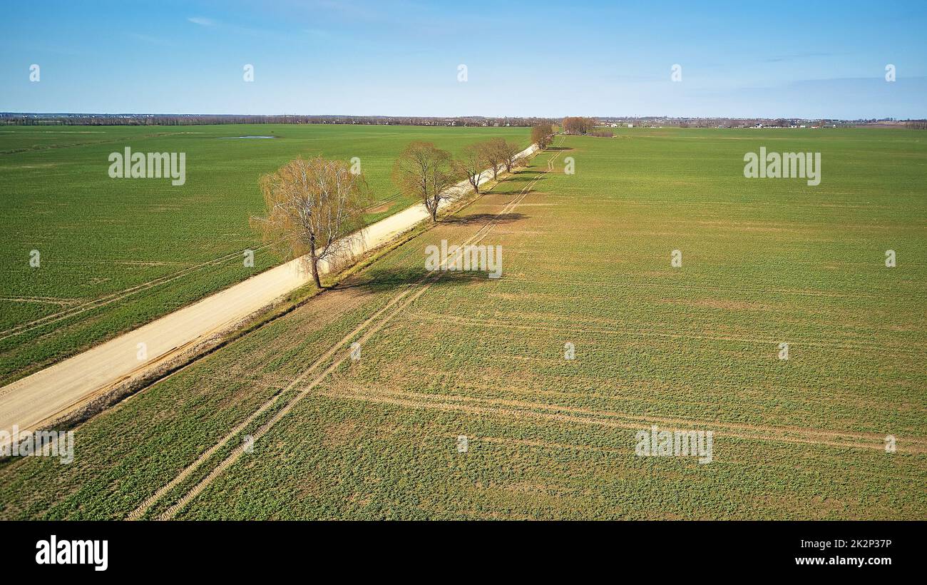 Spring green arable fields. Rural dirt road, maple tree alley aerial ...