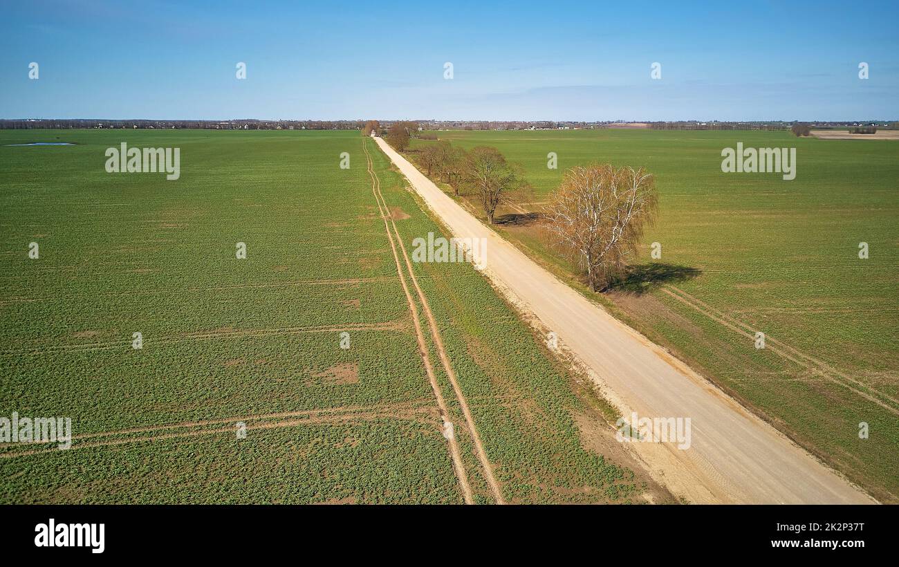 Spring green arable fields. Rural dirt road, maple tree alley aerial ...