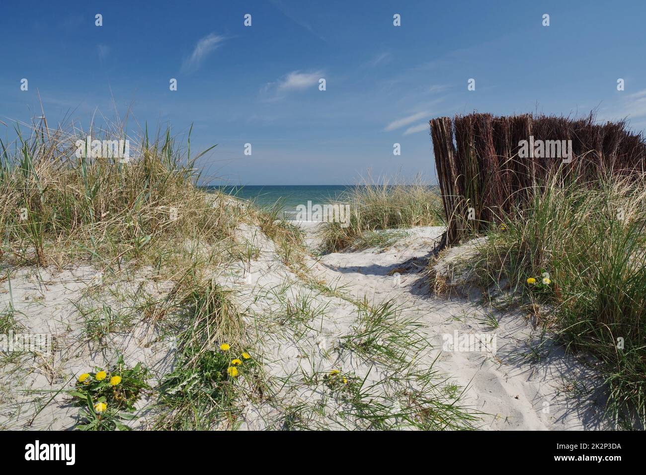 In the dunes, baltic Sea, SchÃ¶nberger Strand, SchÃ¶nberg, Schleswig ...