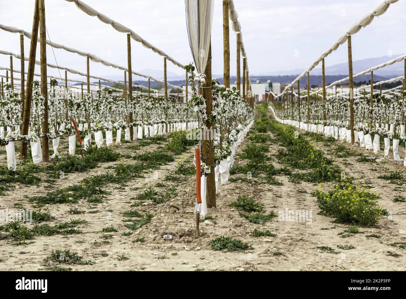 Plantation young pear trees hi-res stock photography and images - Alamy