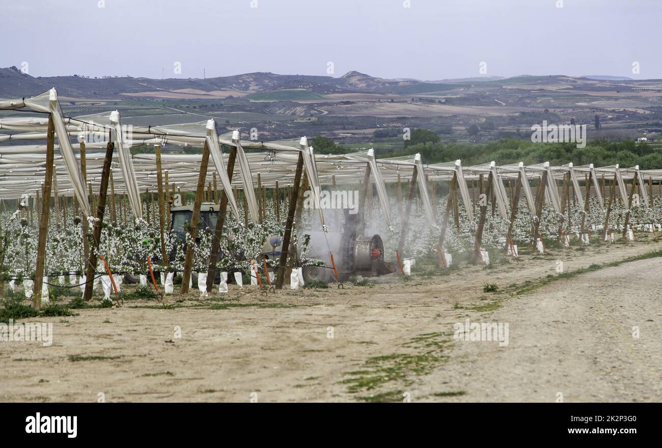 Pear trees in plantation hi-res stock photography and images - Alamy