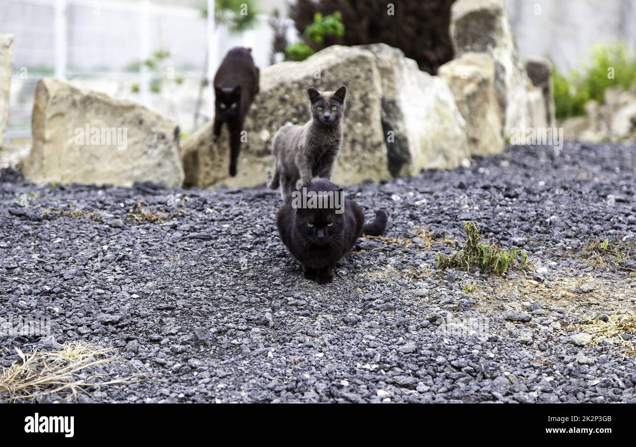Street abandoned cats Stock Photo - Alamy