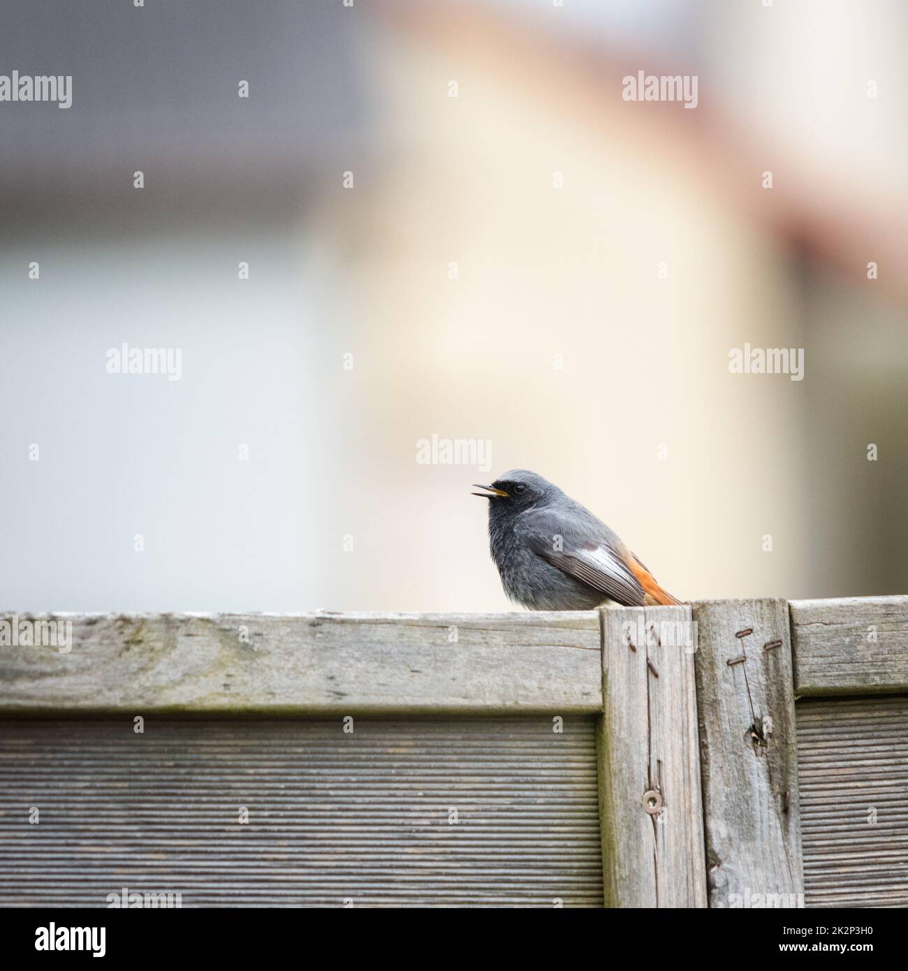 Common redstart male ( Phoenicurus phoenicurus Stock Photo - Alamy