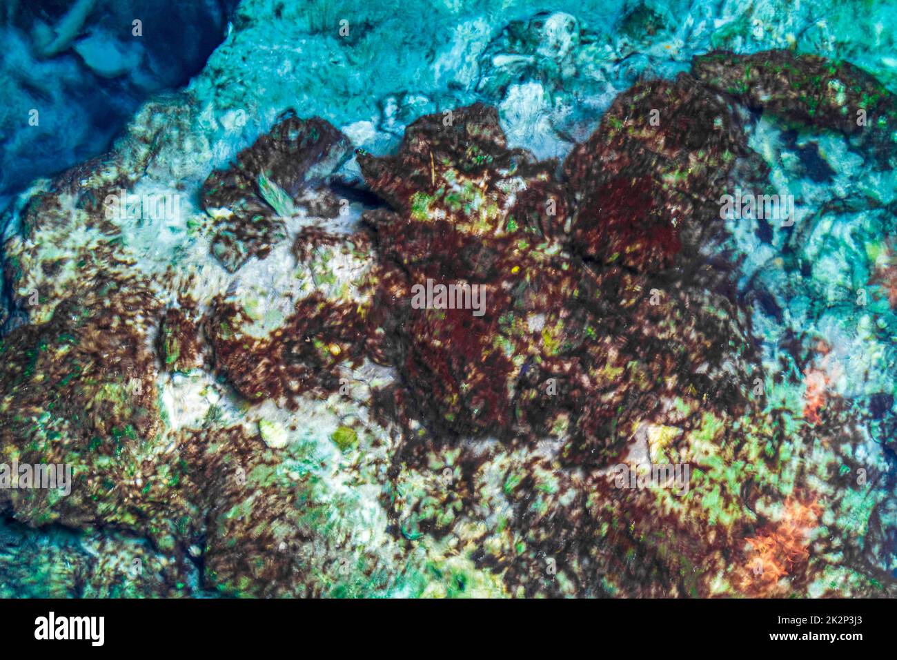 Blue turquoise water limestone cave sinkhole cenote Tajma ha Mexico ...