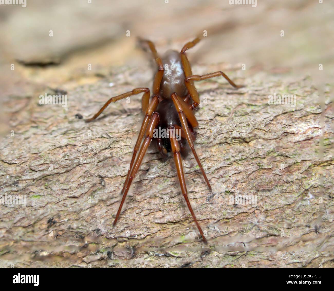 Streamer spider hi-res stock photography and images - Alamy