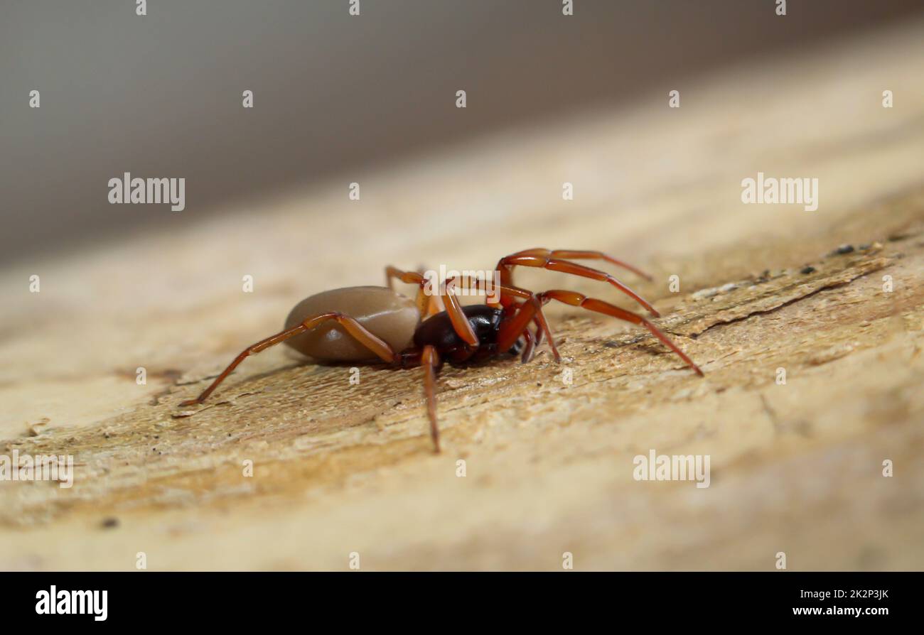 Close-up of a six-eyed spider. It is a family of the true web spiders ...
