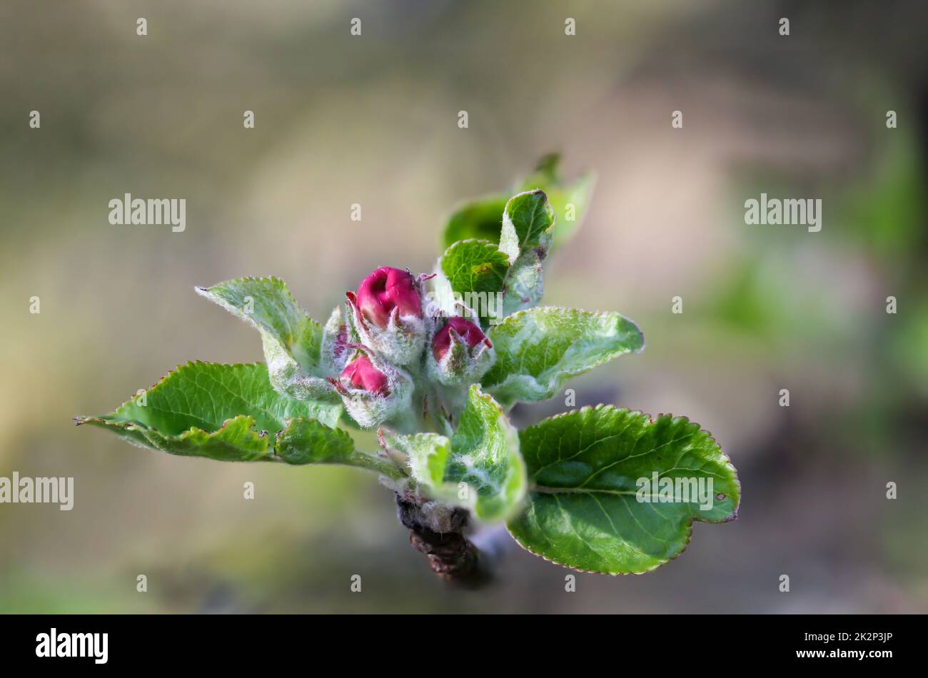 The pink blossoms of a fruit tree in spring Stock Photo - Alamy