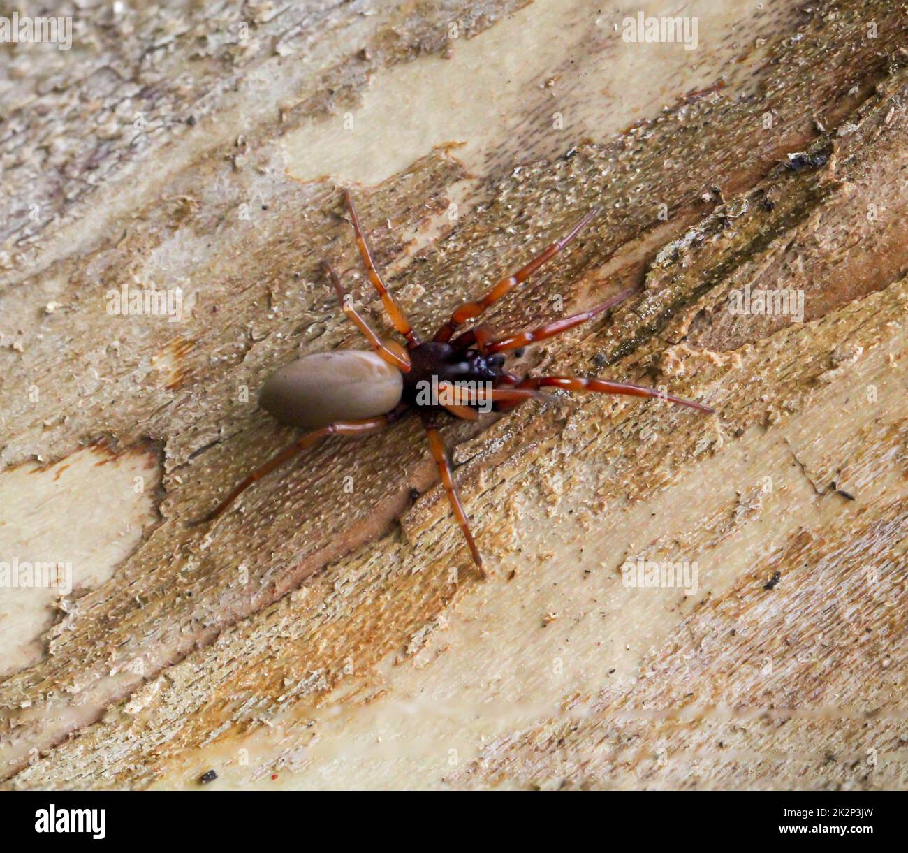 Streamer spider hi-res stock photography and images - Alamy