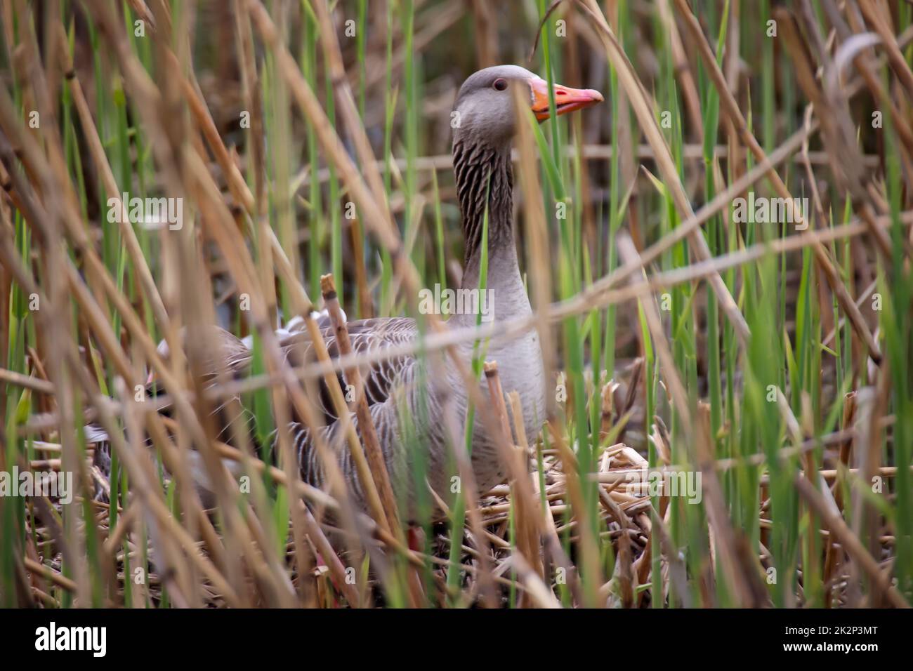 Gray geese in their nest which is hidden in the reeds Stock Photo - Alamy