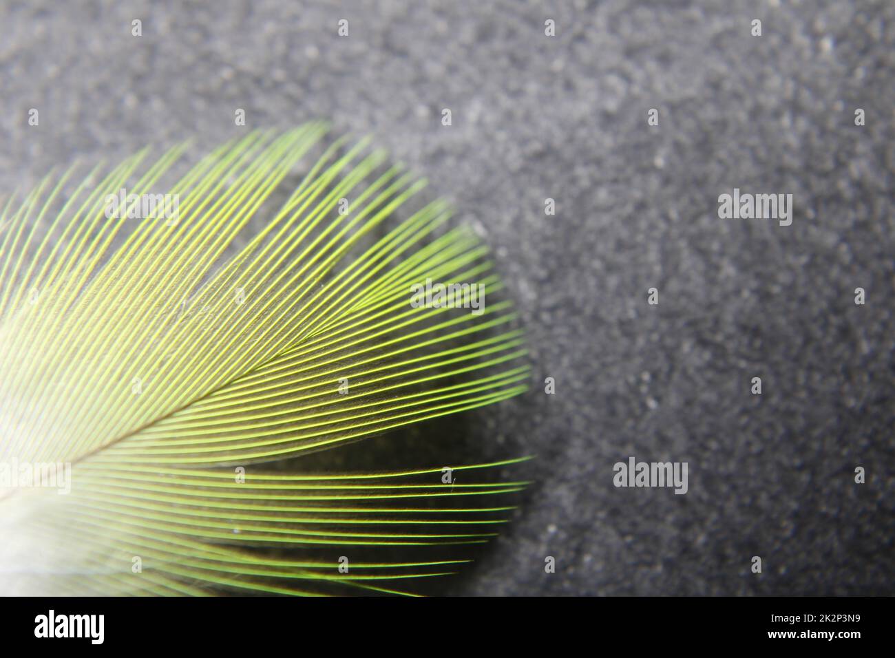 A closeup of a tail feather of a Mixed Canary from the Argentine ...