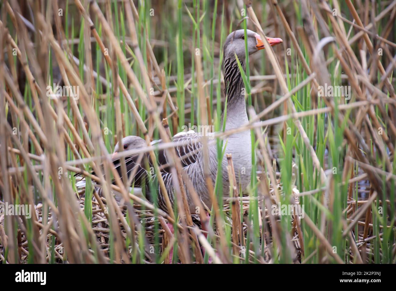 Gray geese in their nest which is hidden in the reeds Stock Photo - Alamy