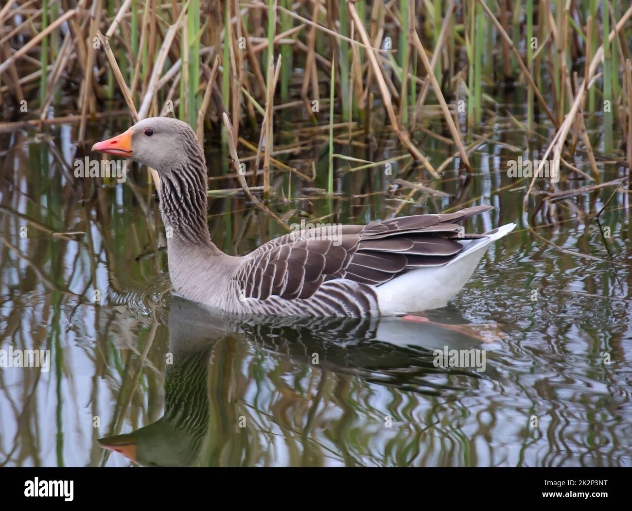 Close up of a gray goose at a lake Stock Photo - Alamy