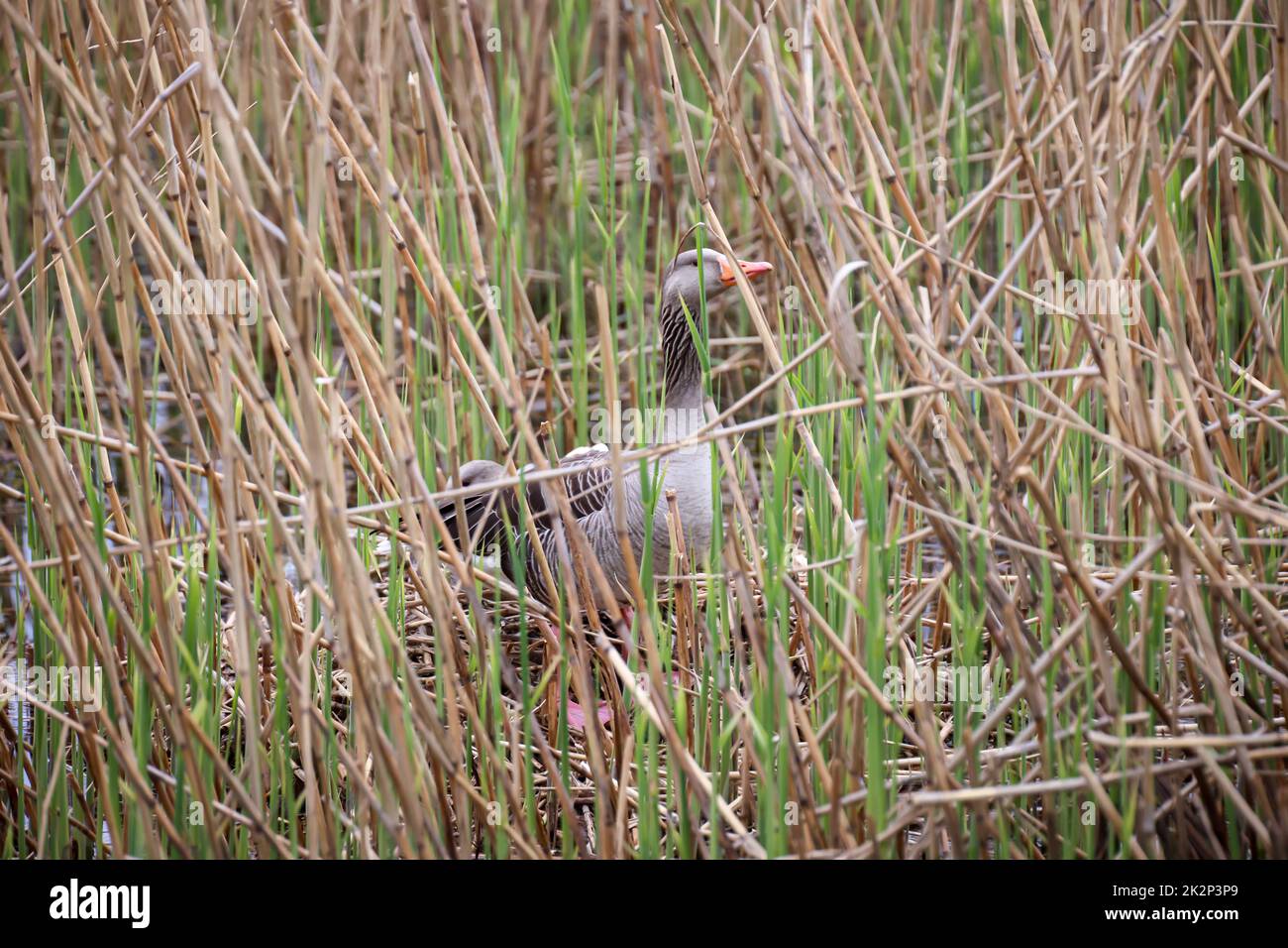 Gray geese in their nest which is hidden in the reeds Stock Photo - Alamy