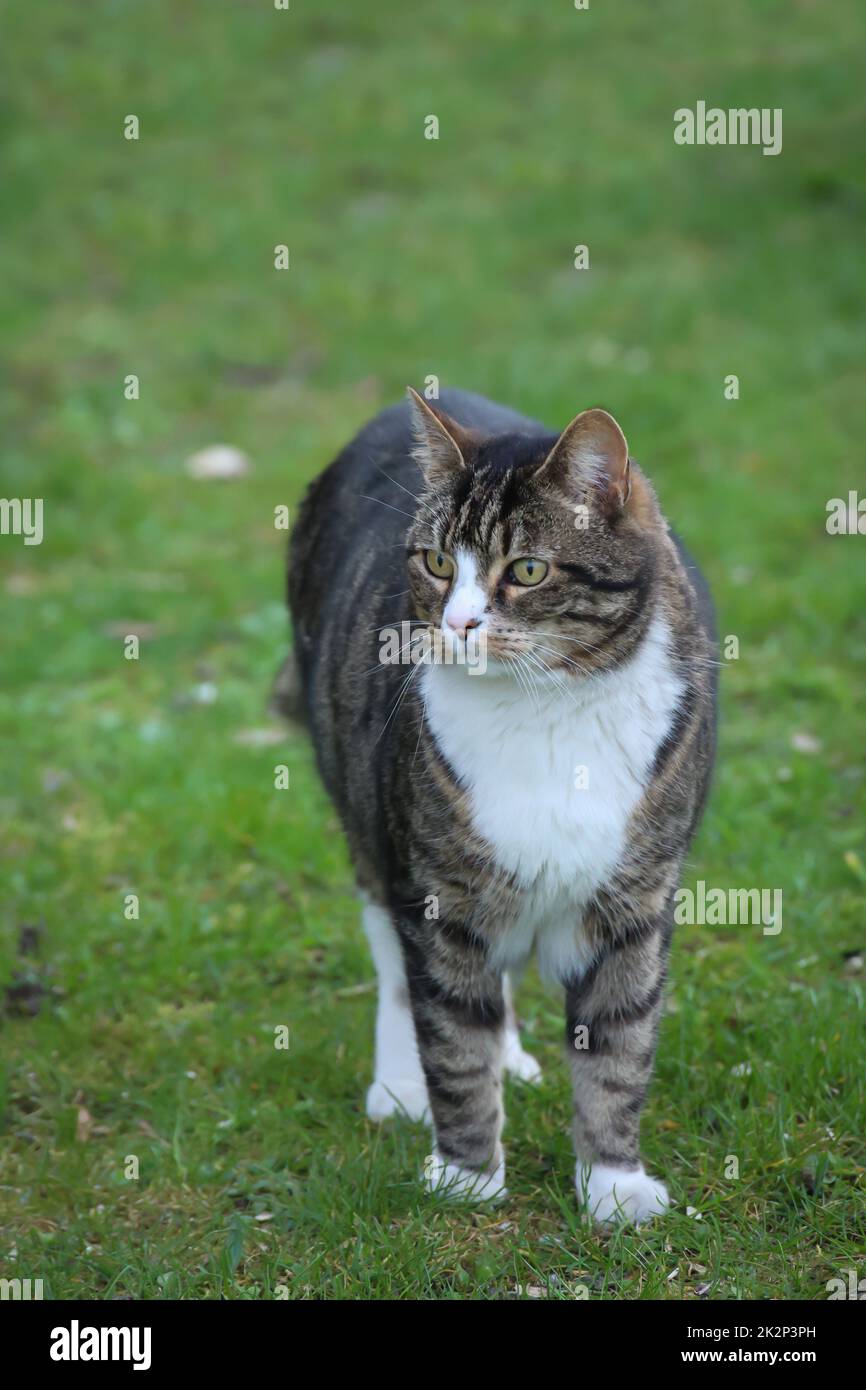 Portrait of a free-roaming tabby cat in the village Stock Photo - Alamy