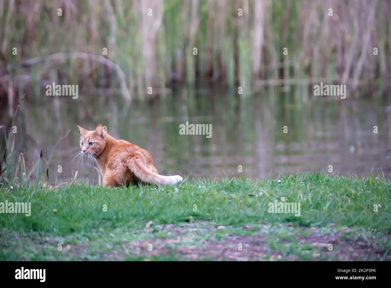 A cat with reddish-brown fur chases a family of gray geese into the ...