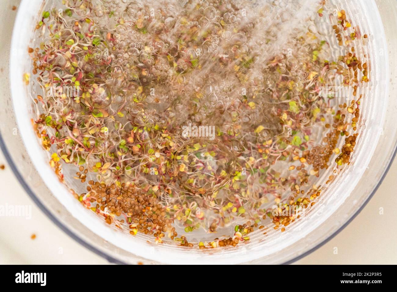 Growing sprouts in a jar Stock Photo - Alamy