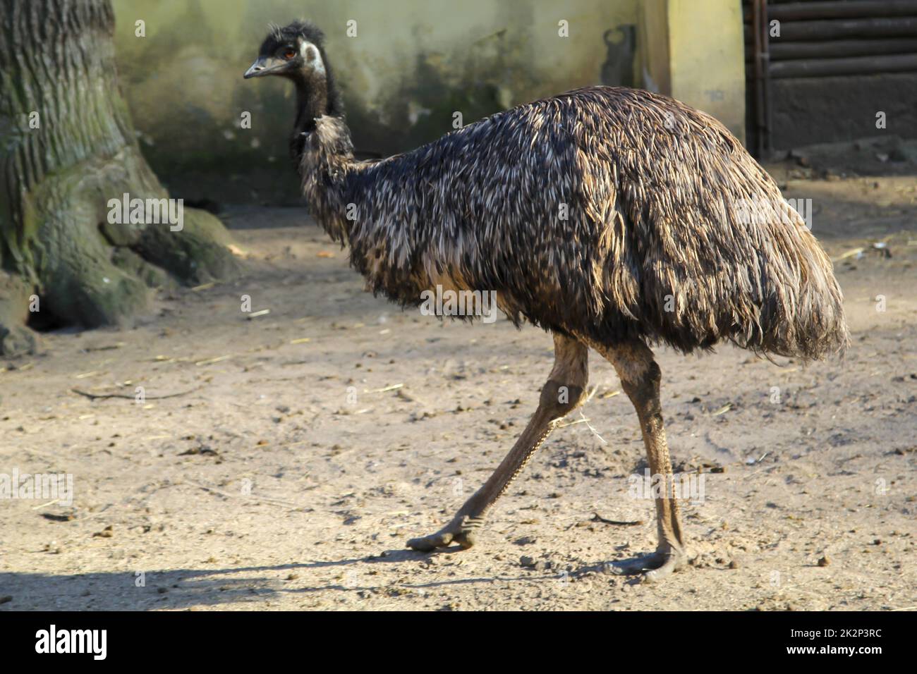 Photograph of an emu. Emus are flightless birds Stock Photo - Alamy