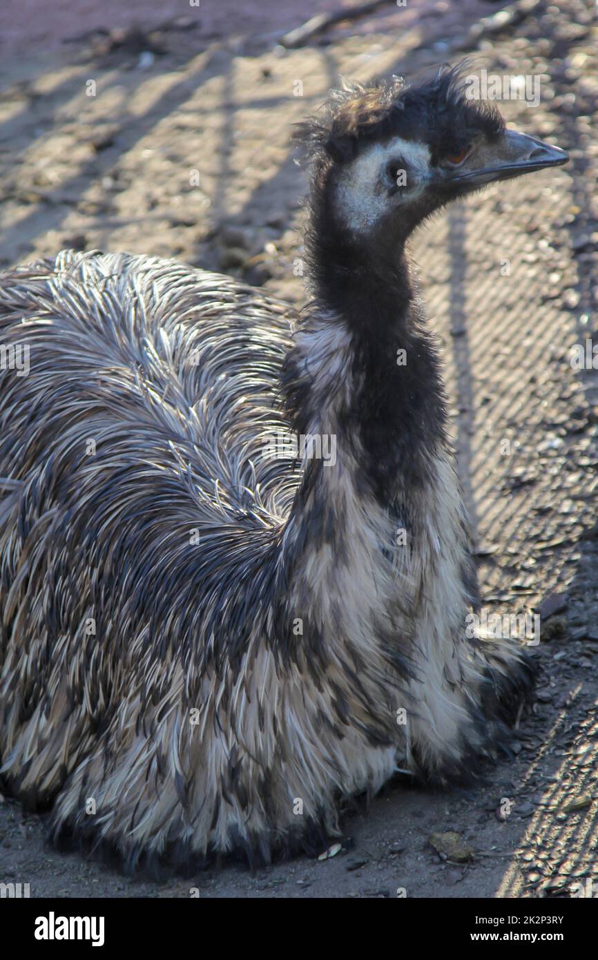 Photograph of an emu. Emus are flightless birds Stock Photo - Alamy