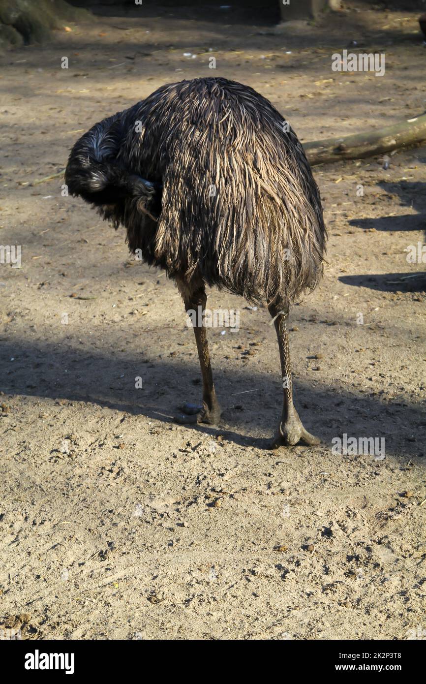 Photograph of an emu. Emus are flightless birds Stock Photo - Alamy