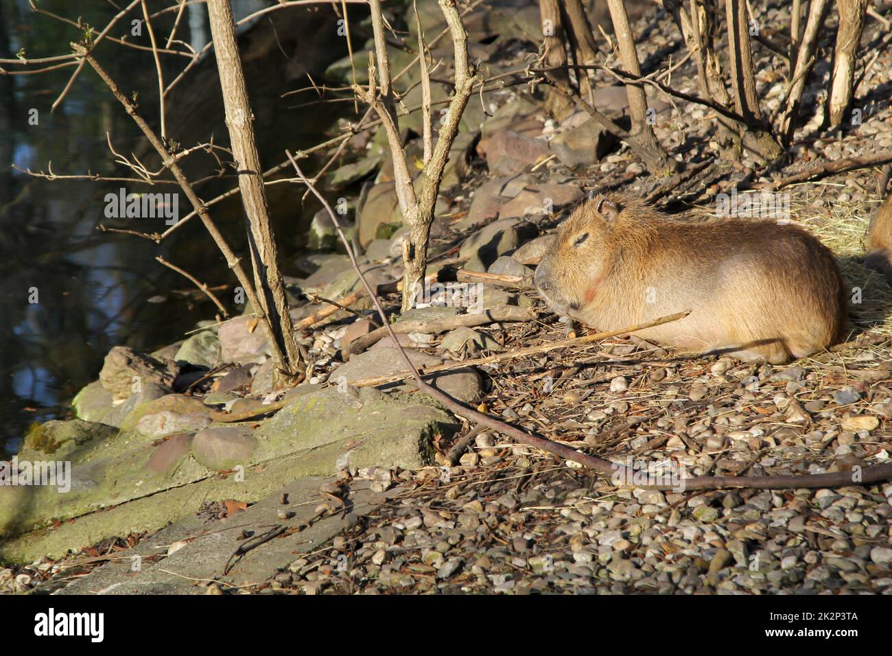 Capybara tropical hi-res stock photography and images - Alamy