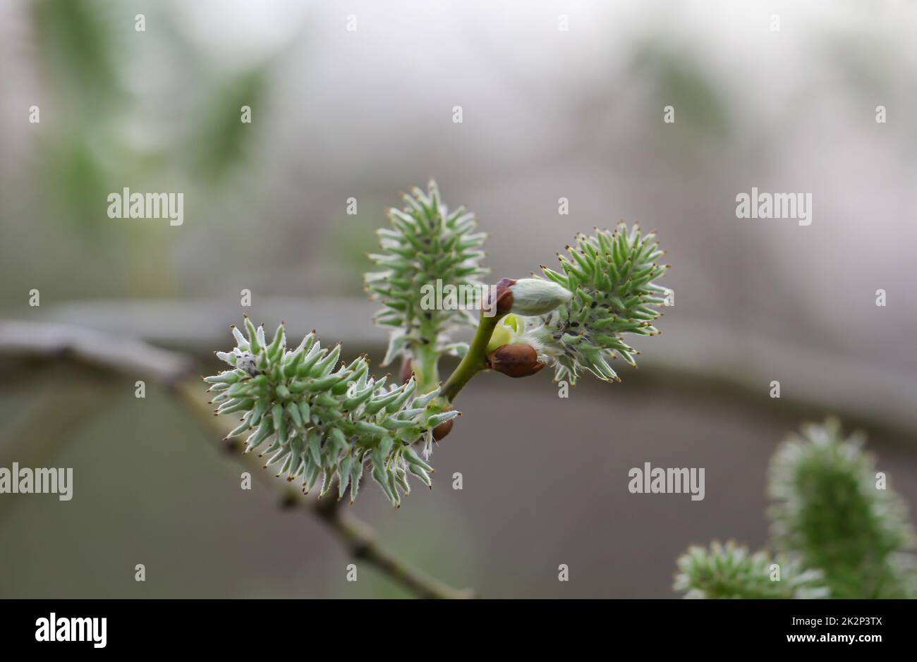 The flowers of the Sal willow, Salix caprea L Stock Photo - Alamy