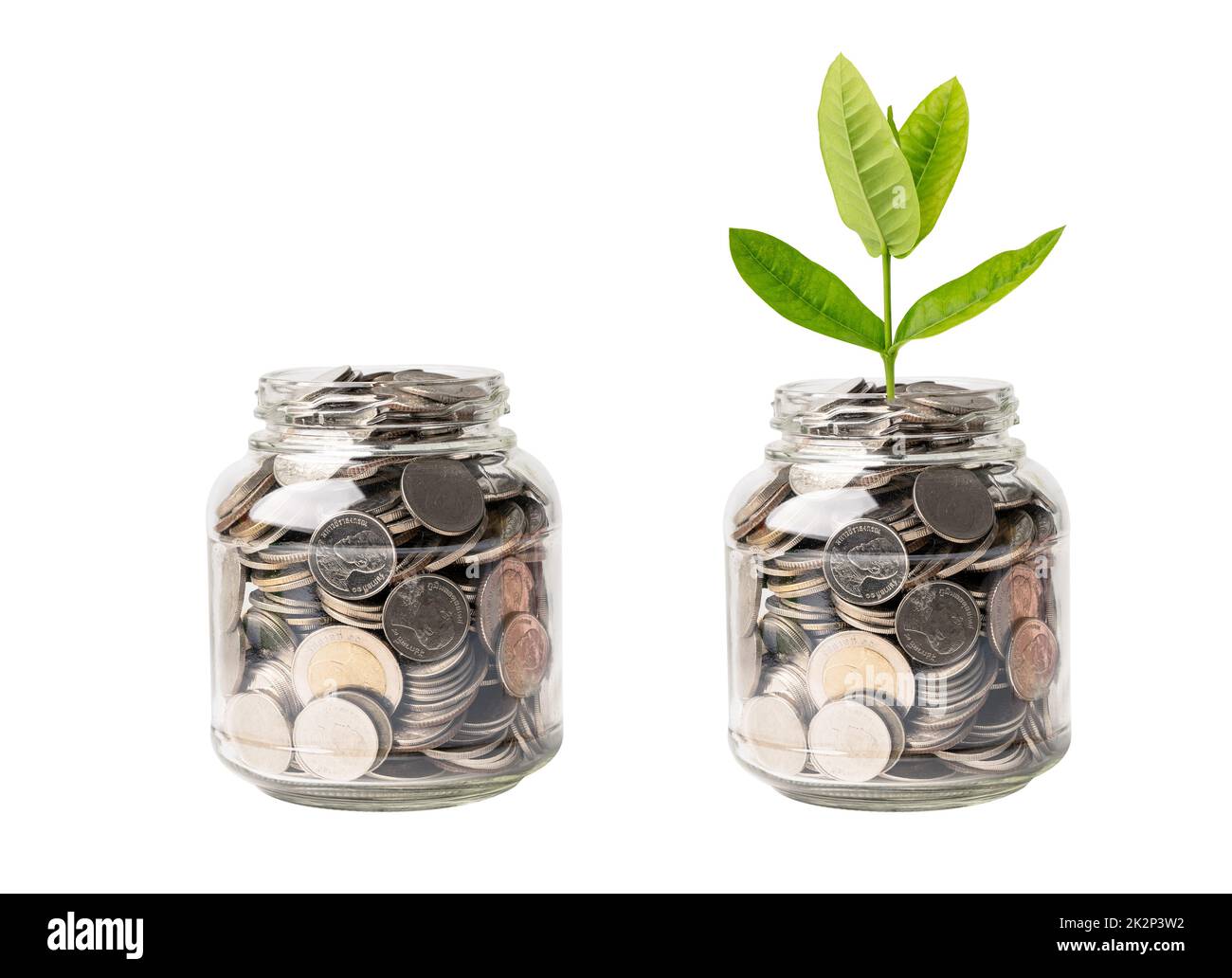 Tree plumule leaf on save money coins, Business finance saving banking ...