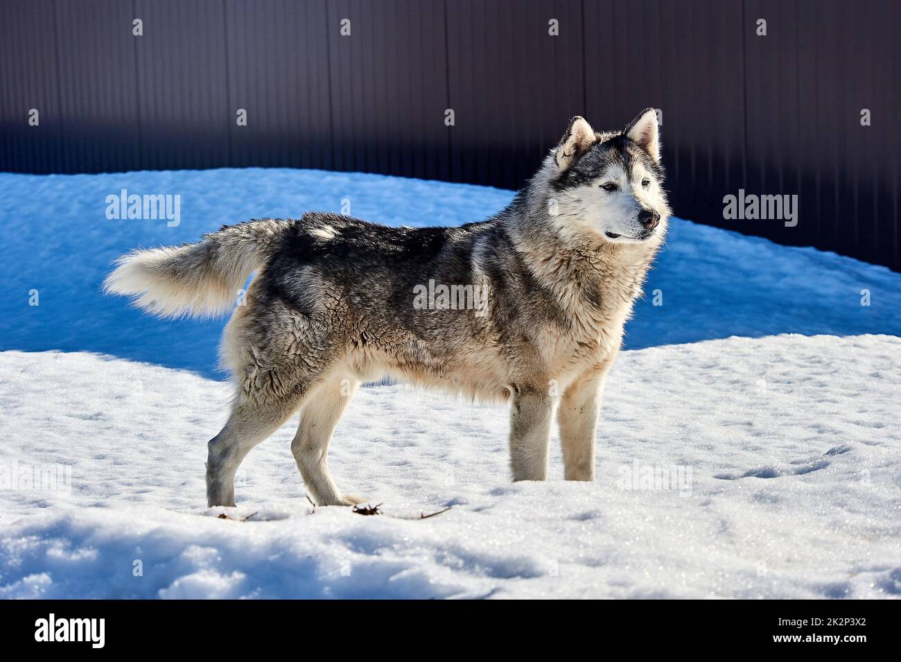 A beautiful husky dog stands in the snow Stock Photo - Alamy