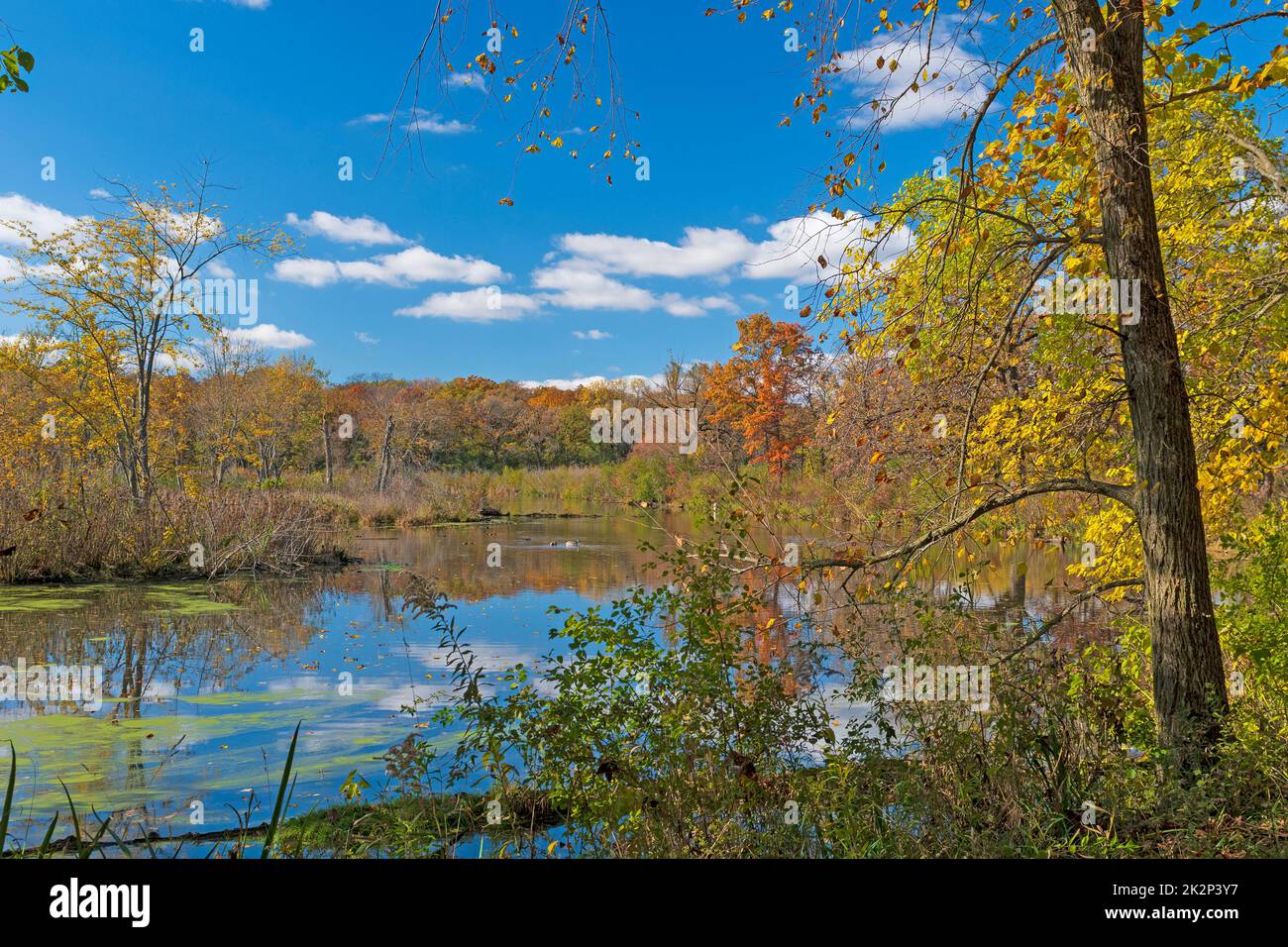 Calm pond hi-res stock photography and images - Alamy