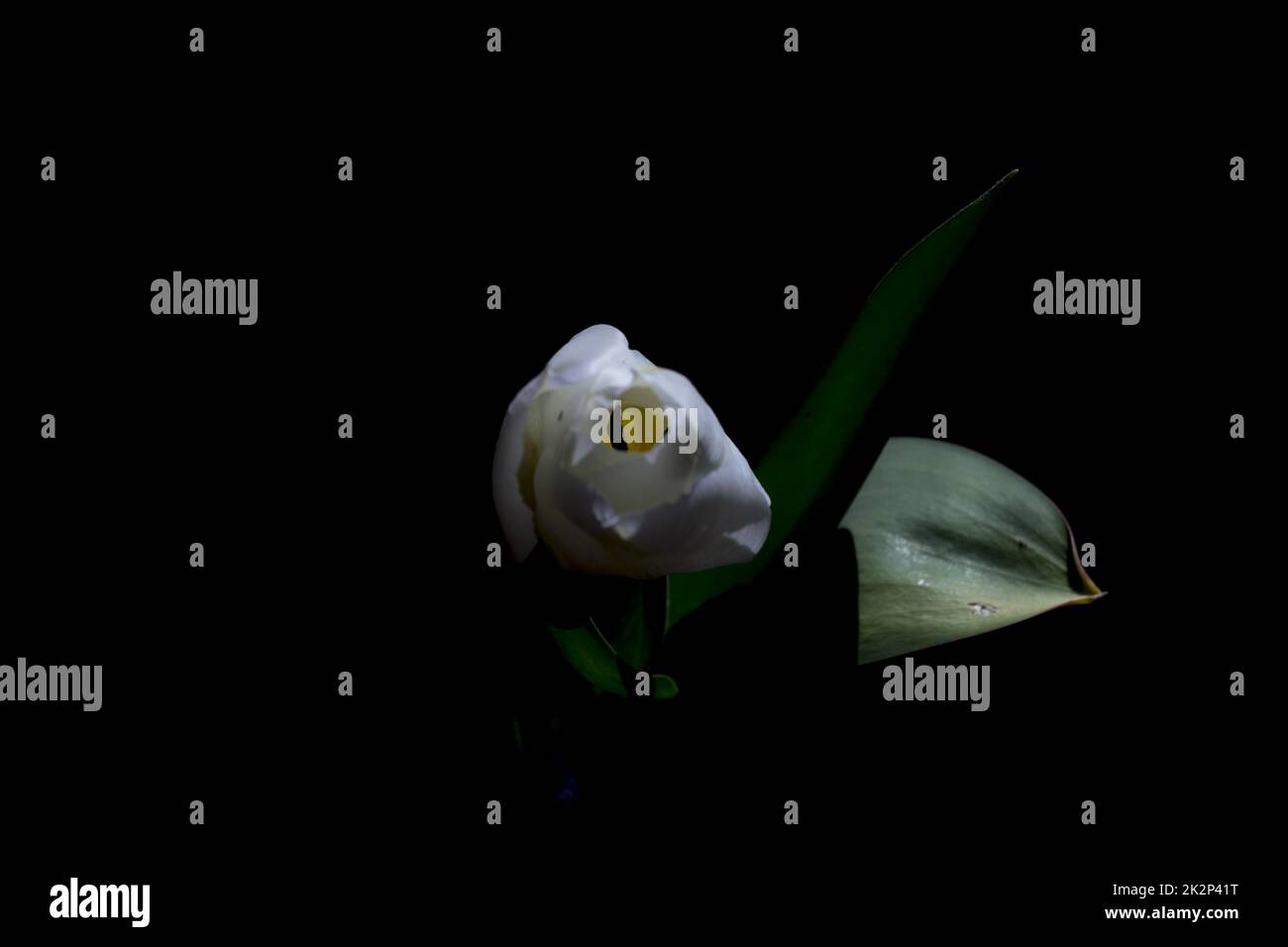 Developing floral bud hi-res stock photography and images - Alamy