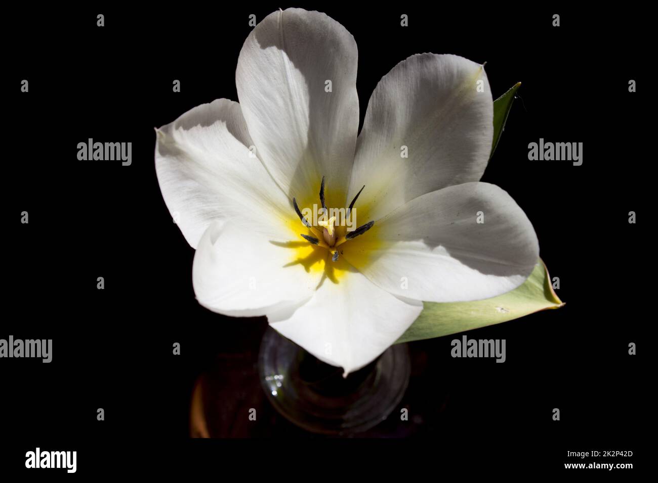 Developing flowers hi-res stock photography and images - Alamy