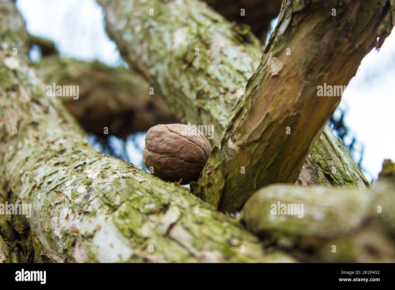 Walnut skin hi-res stock photography and images - Alamy