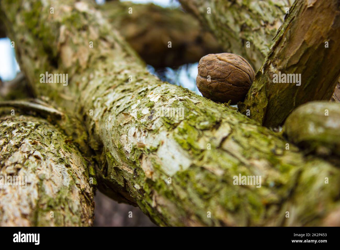 Walnut skin hi-res stock photography and images - Alamy