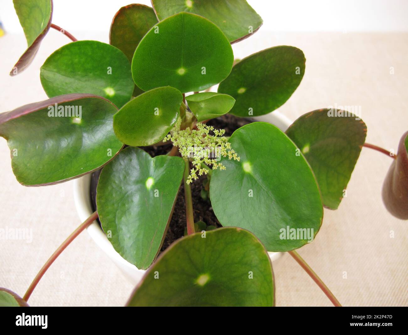 Flowering Pancake plant with flower, Pilea peperomioides Stock Photo ...