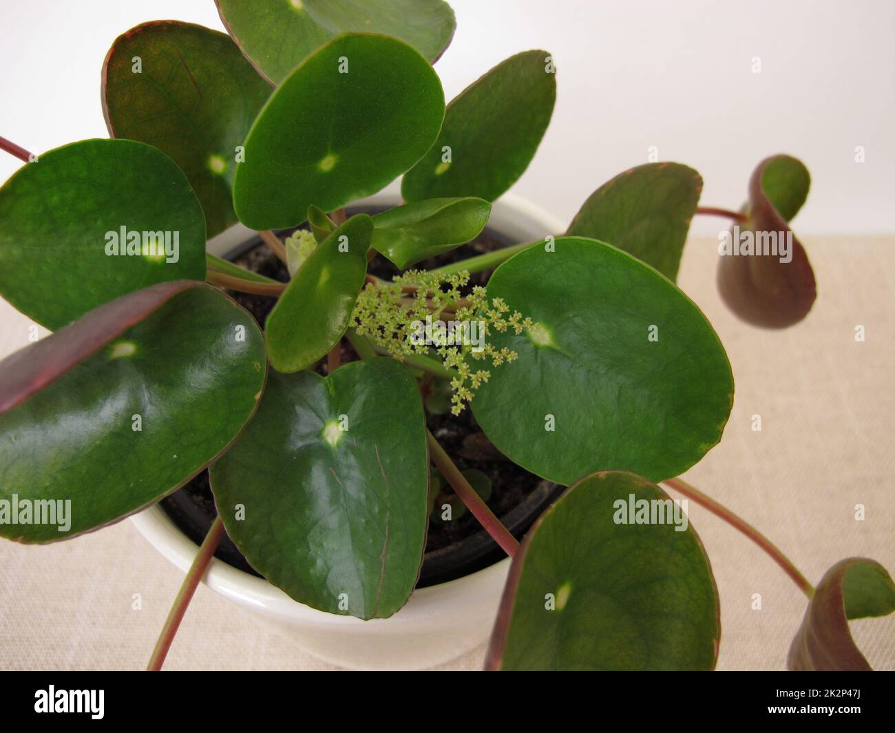 Pilea hi-res stock photography and images - Alamy