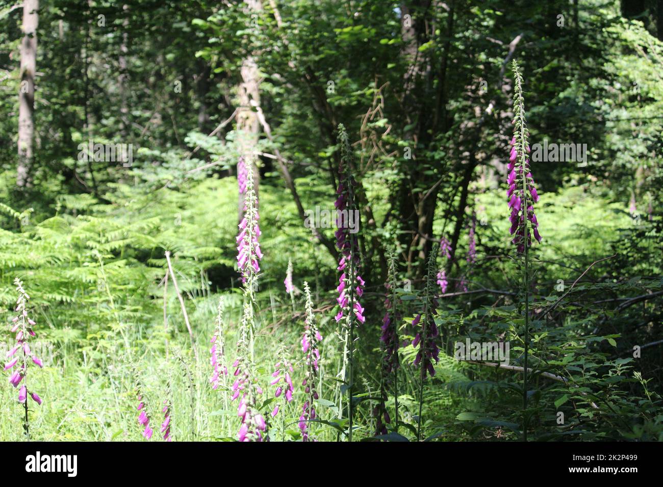 A view of the lady's glove floral plants growing in the greenery under ...