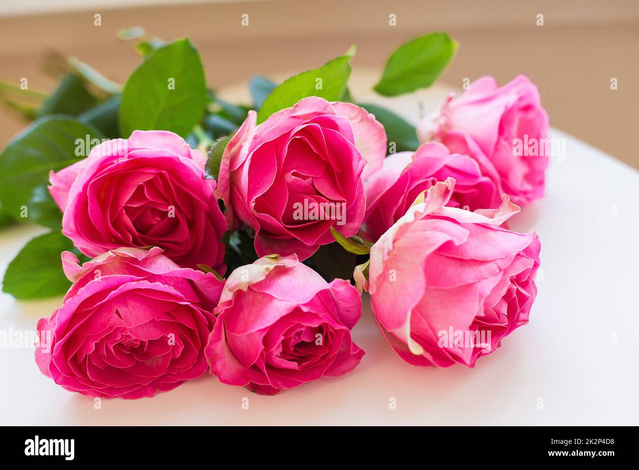beautiful pink rose Stock Photo - Alamy