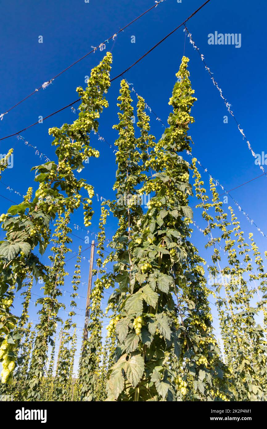 Hop growing region hi-res stock photography and images - Alamy
