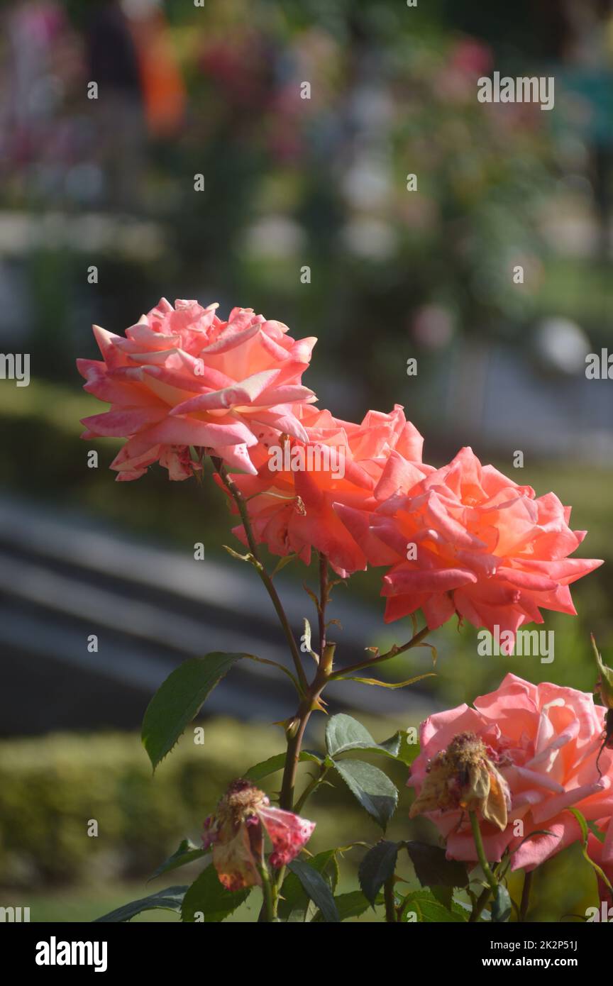 A vertical close-up shot of beautiful pink roses (rosa) planted in a ...