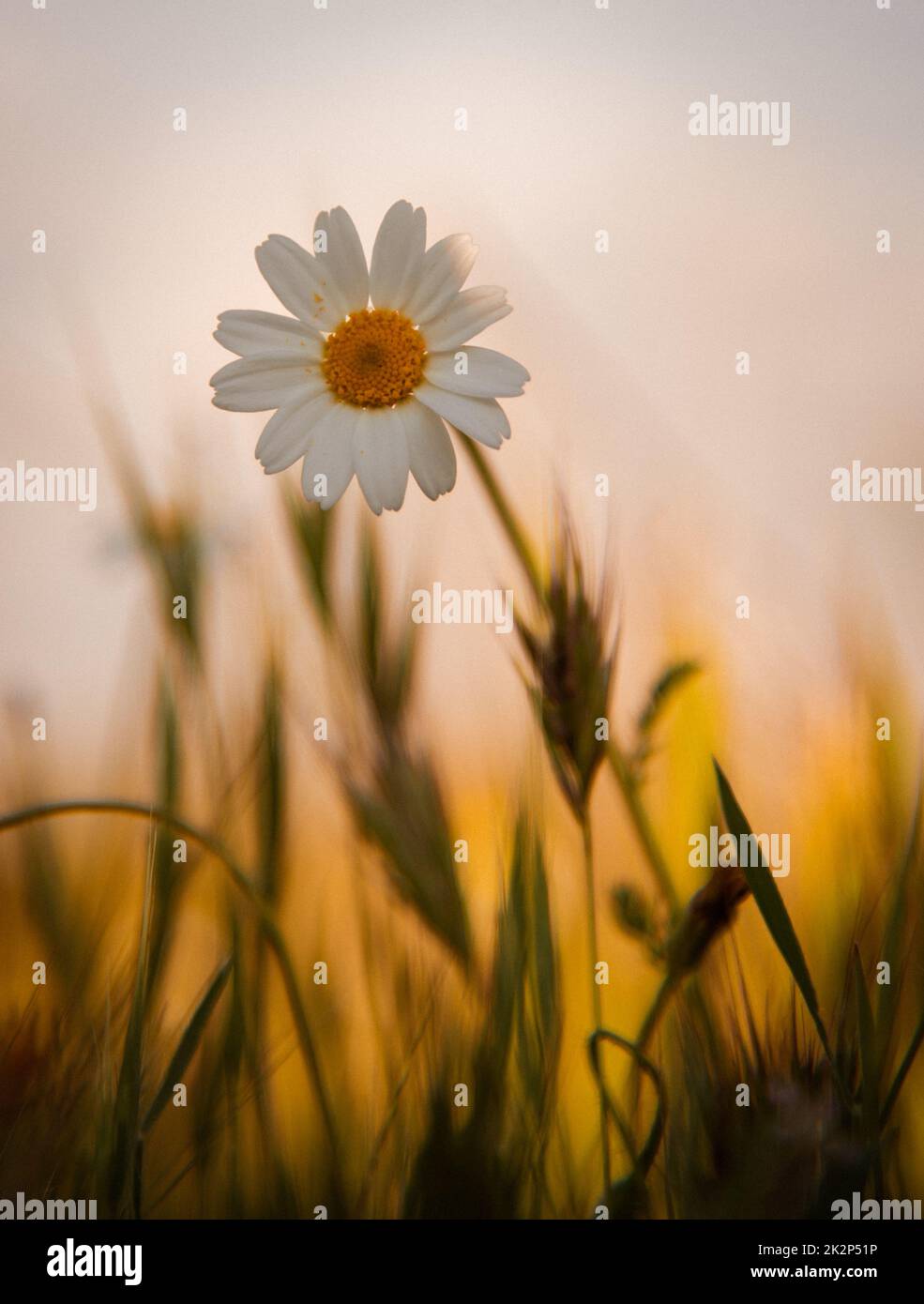 A vertical shot of a beautiful daisy in a field at sunset with a ...