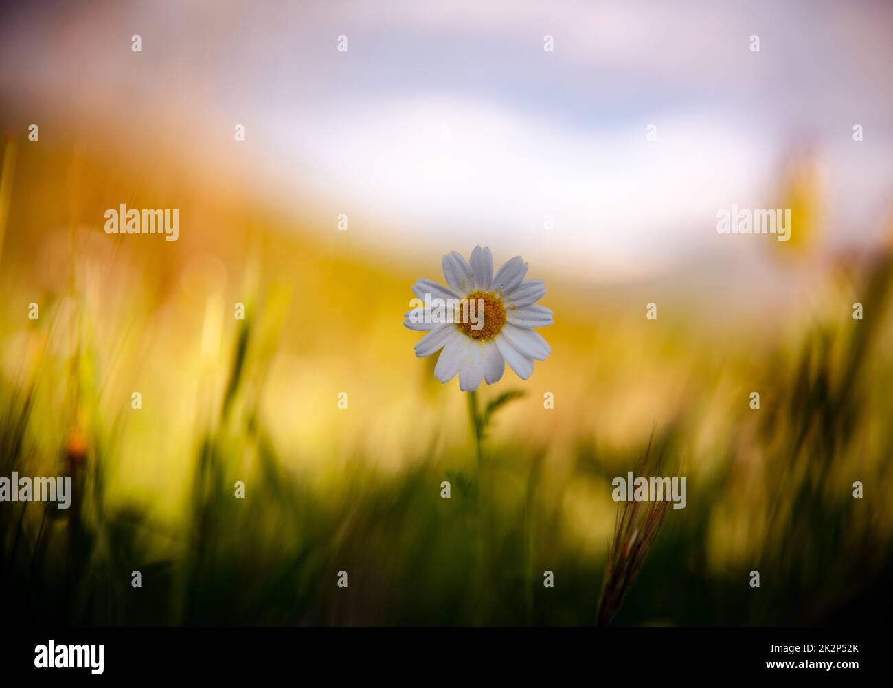 A vertical shot of a beautiful daisy in a field at sunset with a ...