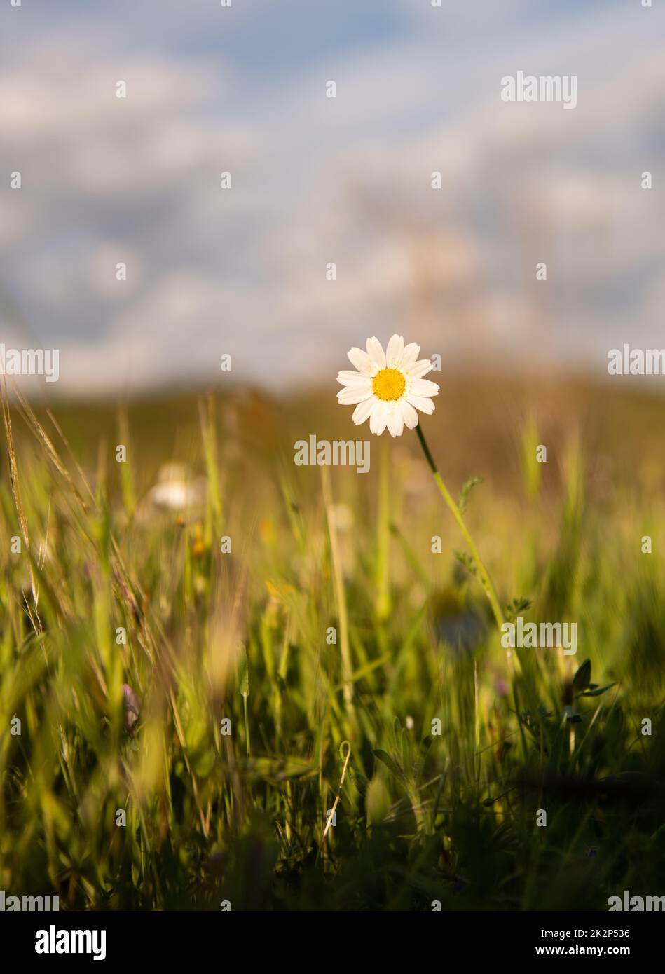 A closeup of a beautiful blooming daisy in a field on a blurred ...