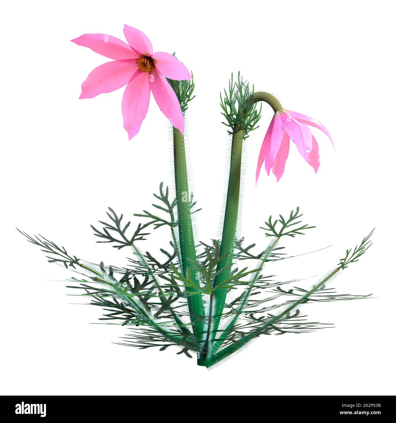 Pasque flower anemone pulsatilla hi-res stock photography and images ...