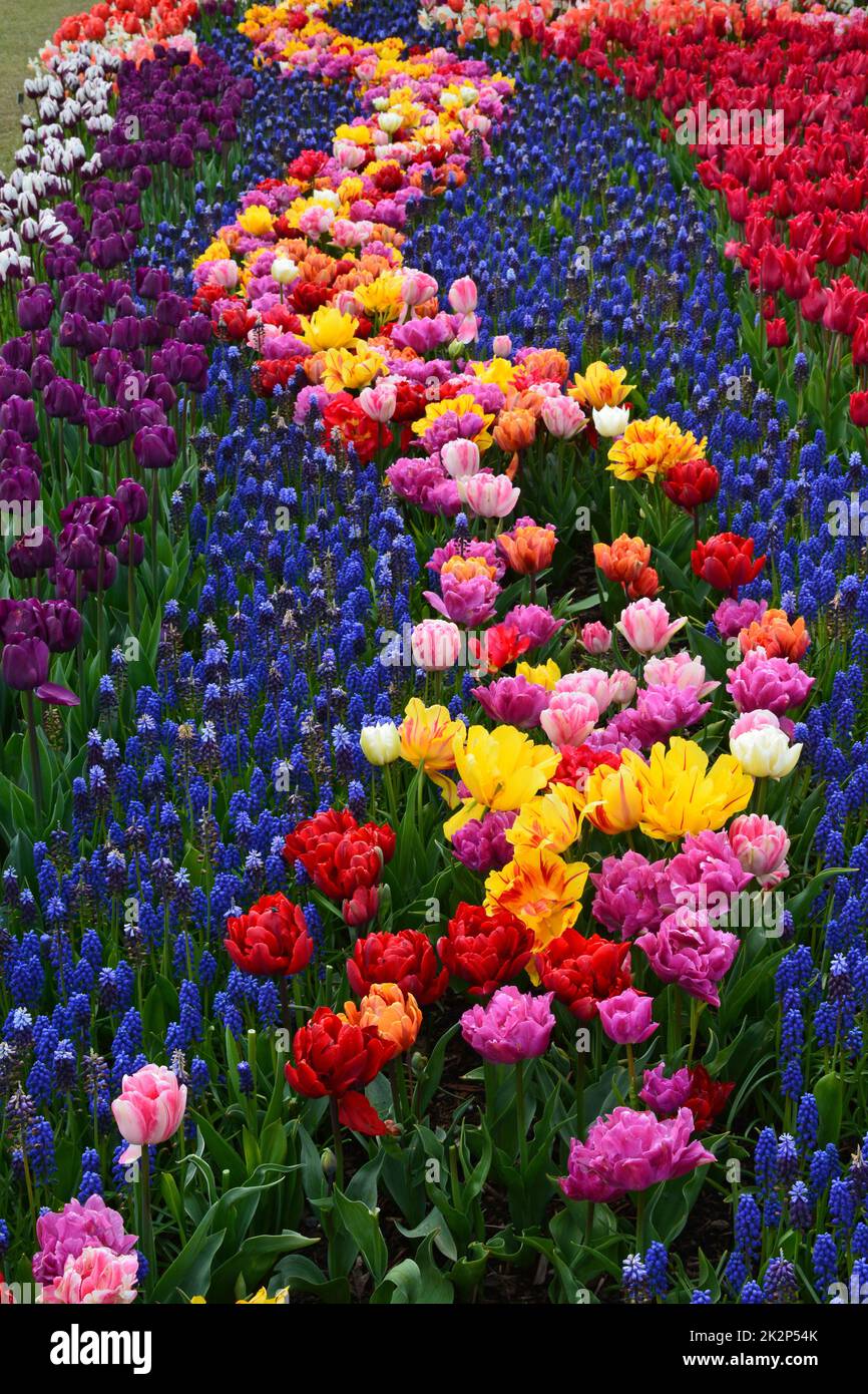 Garden rainbow flowers hi-res stock photography and images - Alamy