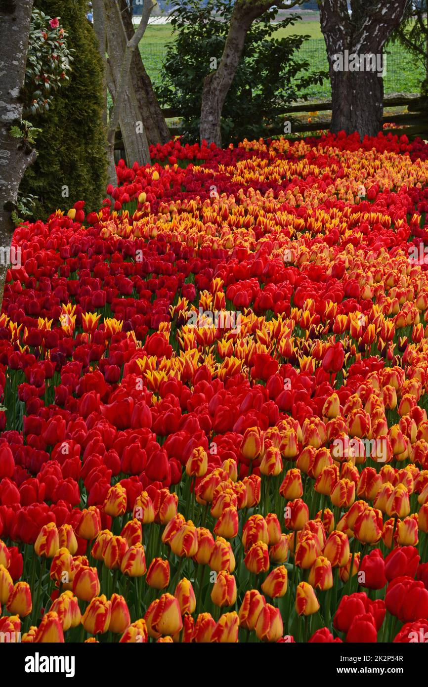 Orange and red tulips beauty Stock Photo - Alamy