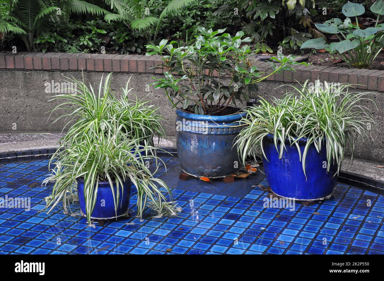 Ceramic planters hi-res stock photography and images - Alamy